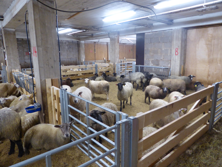 Furuseth - Oppstalling av småfe på slakteriet